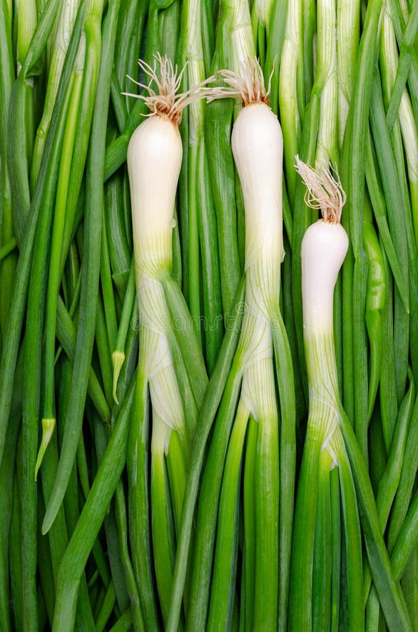 Background Green Onion Leaves Stock Photo - Image of group, healthy ...
