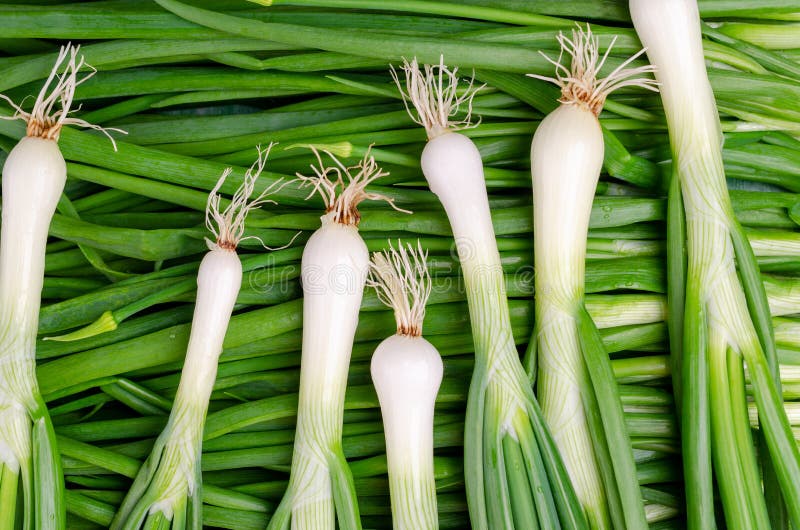 Background Green Onion Leaves Stock Photo - Image of cooking ...