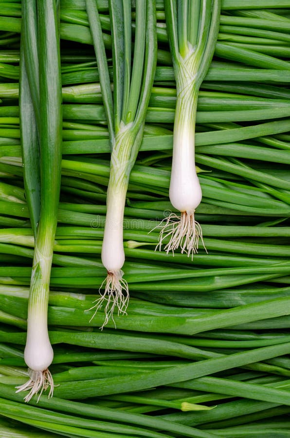 Background Green Onion Leaves Stock Photo - Image of bunch, feathers ...
