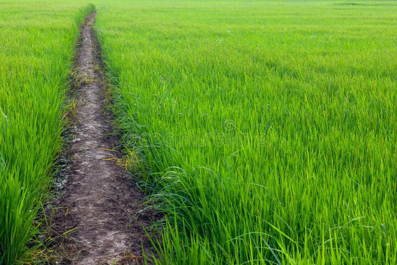 Background with Green Paddy Soil. Stock Image - Image of fresh, healthy ...