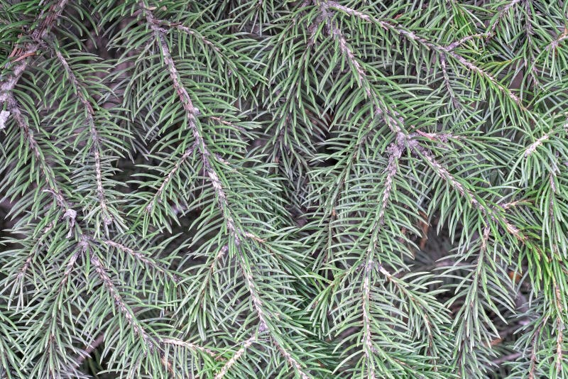 Background of Green Pine Branches Large Texture Stock Image - Image of ...