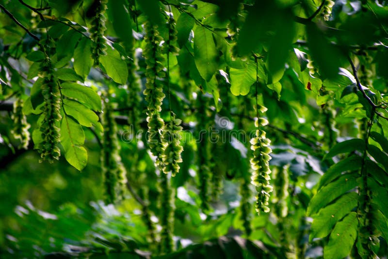 Background of Green Plant Branches Hanging Overhead in the Garden Stock ...