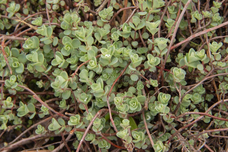 Background of Green Plants with Round Leaves Stock Photo - Image of ...