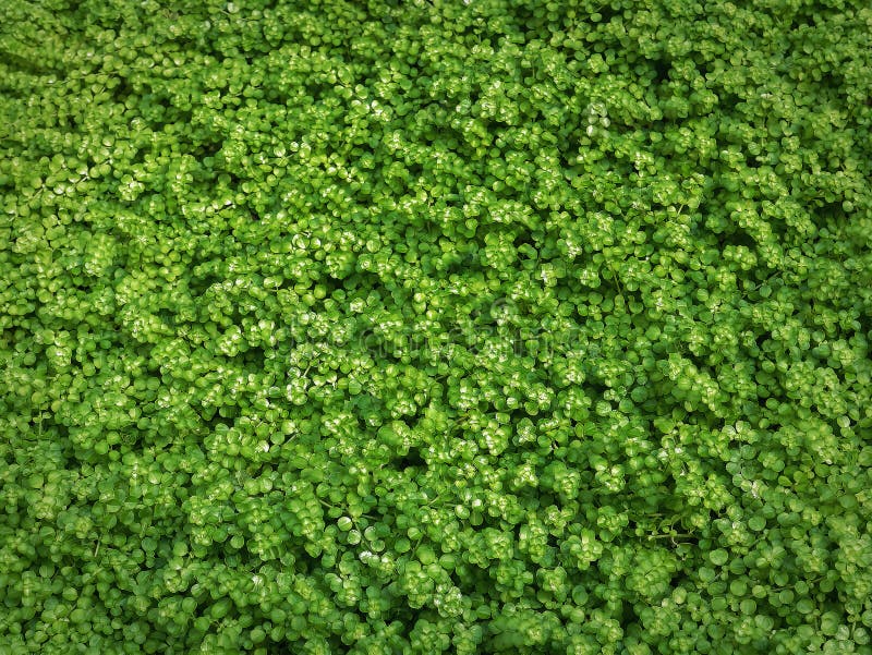 Background of Green Plants with Tiny Leaves Stock Photo - Image of ...