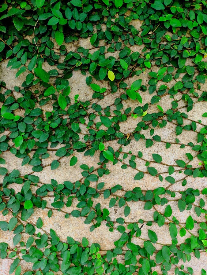 Background of Green Plants Vines on the Wall in Potrait Stock Photo ...