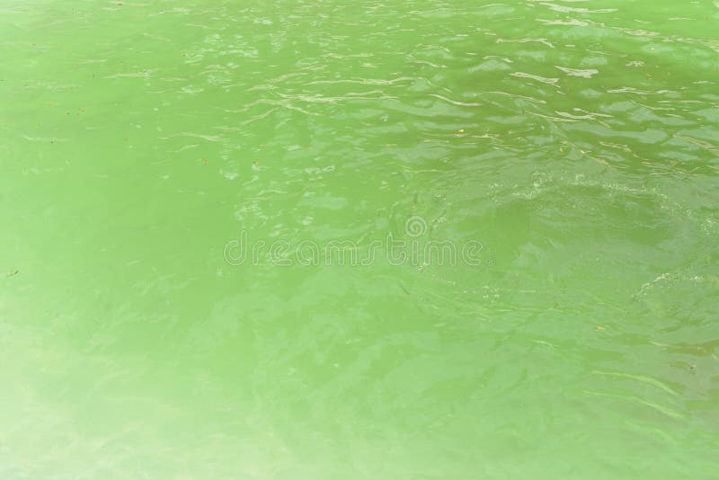 Green water in the pool stock image. Image of light - 234335739