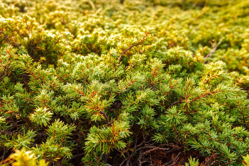 Background of Green Refreshing Leaves Stock Photo - Image of clean ...