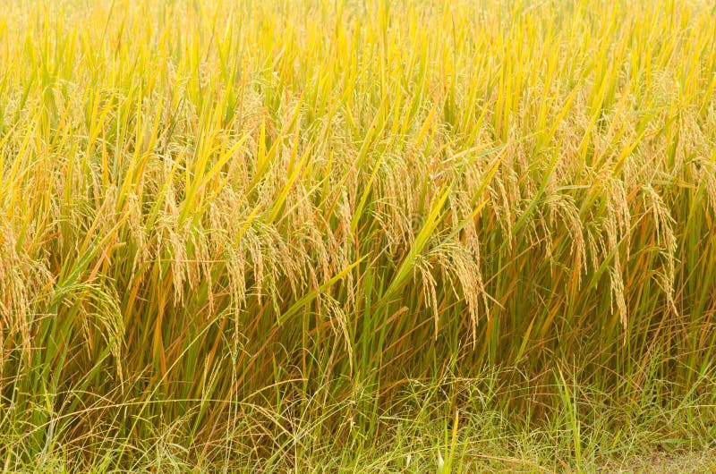 Rice farm stock image. Image of rice, nature, golden - 29931295