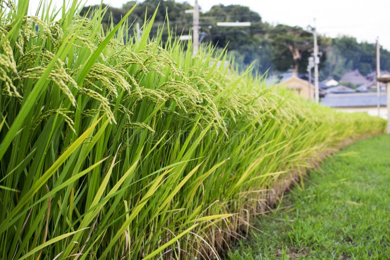 Background of Green Rice Field in Japan Stock Photo - Image of outside ...