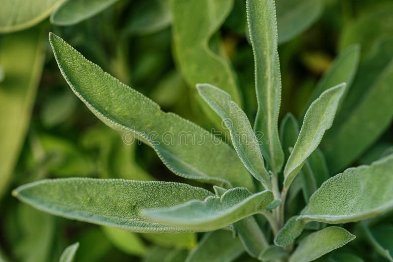 Herbs and Aromatic Plants Spiral Garden Bed Stock Image - Image of ...