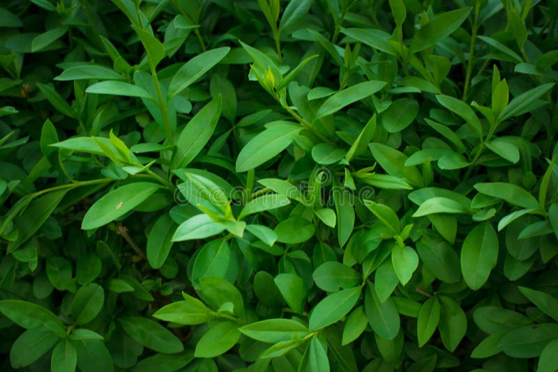 Background of Green Shrub Leaves Close-up Stock Image - Image of leaves ...