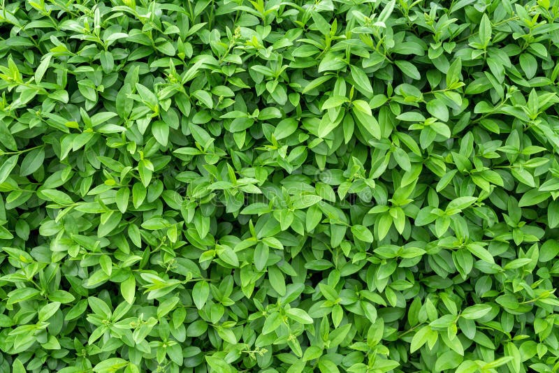 Background of Green Shrub Leaves Large Texture Stock Image - Image of ...