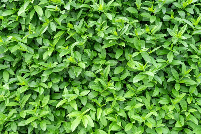 Background of Green Shrub Leaves Large Texture Stock Photo - Image of ...