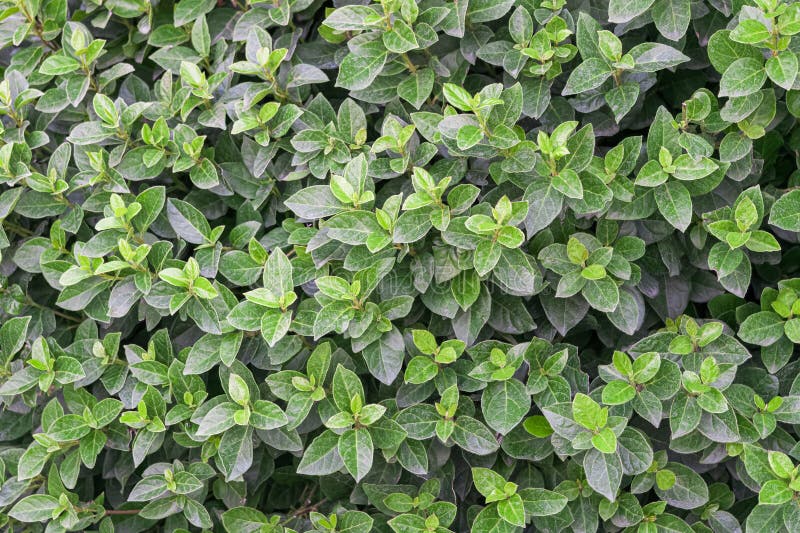 Background of Green Shrub Leaves Large Texture Stock Image - Image of ...