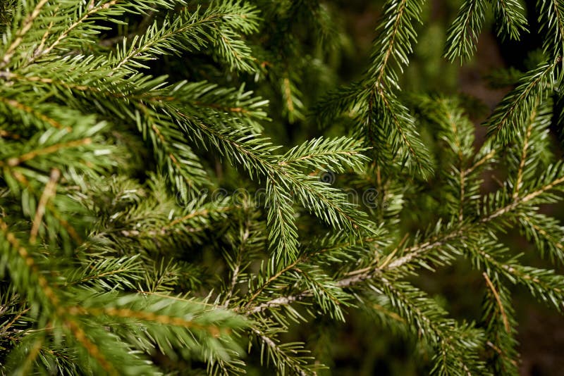Background with Green Sprigs of Spruce in Beautiful Sunny Forest Stock ...