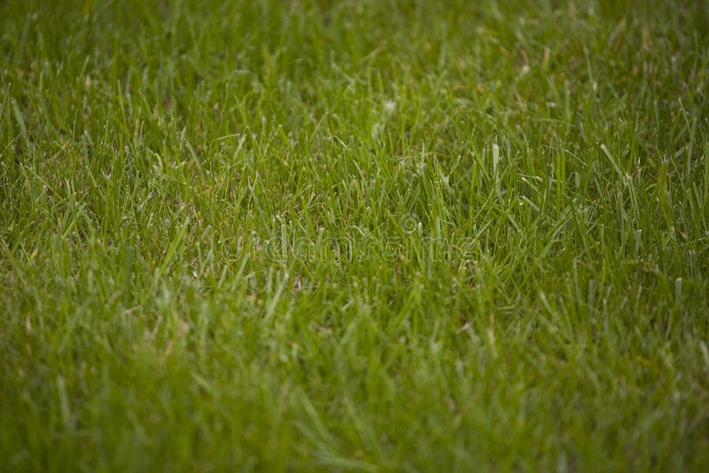 Background with Green Spring Grass from the Garden Stock Photo - Image ...