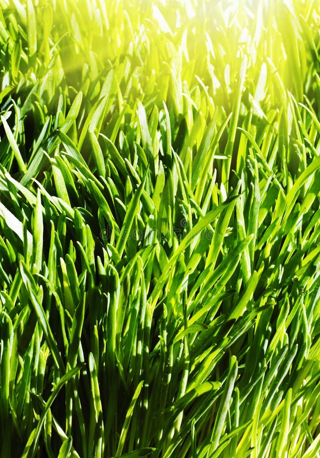 Background of a Green Spring Grass Stock Photo - Image of closeup ...