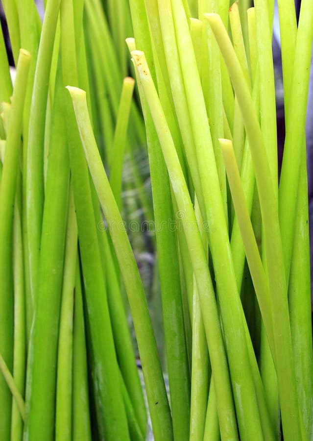 Background from Green Stalks Stock Photo - Image of growth, green: 16058972