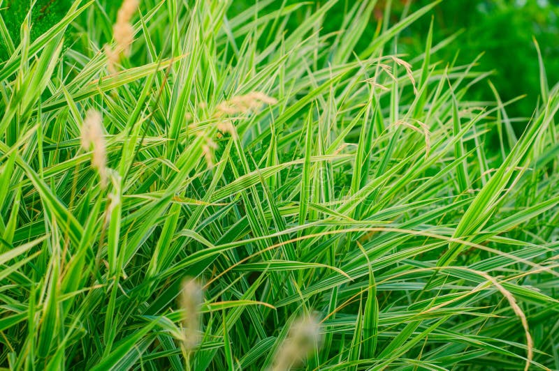 Background with Green Striped Grass. Stock Image - Image of natural ...