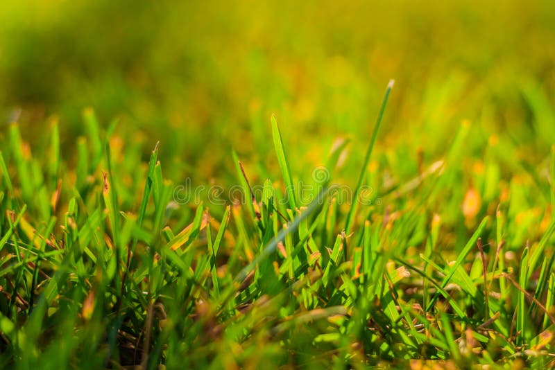 Background Green Summer Grass . Grass at Sunset Stock Photo - Image of ...