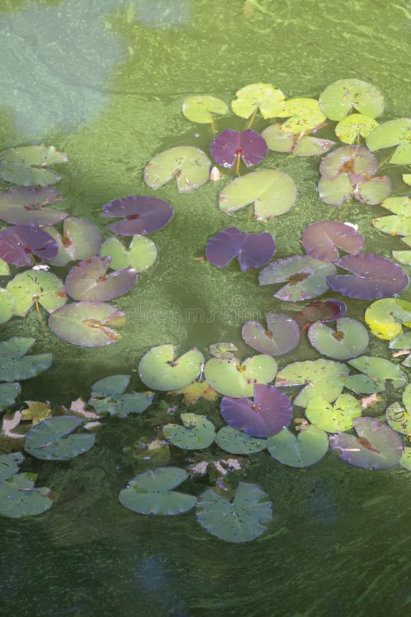 Background green swamp stock photo. Image of beautiful - 206245102