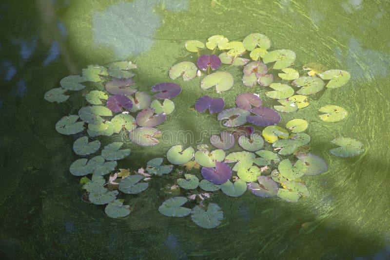 Background Green Swamp with Rare Stock Photo - Image of park, lake ...