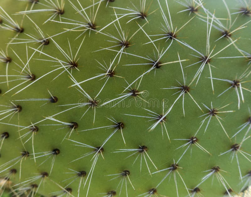 Background with the Green Texture of a Cactus Stock Image - Image of ...