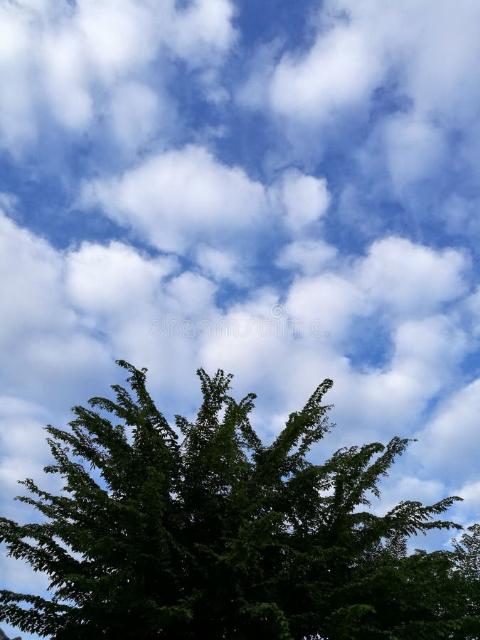 Trees and Cloudy Sky Background Stock Image - Image of beauty, trees ...