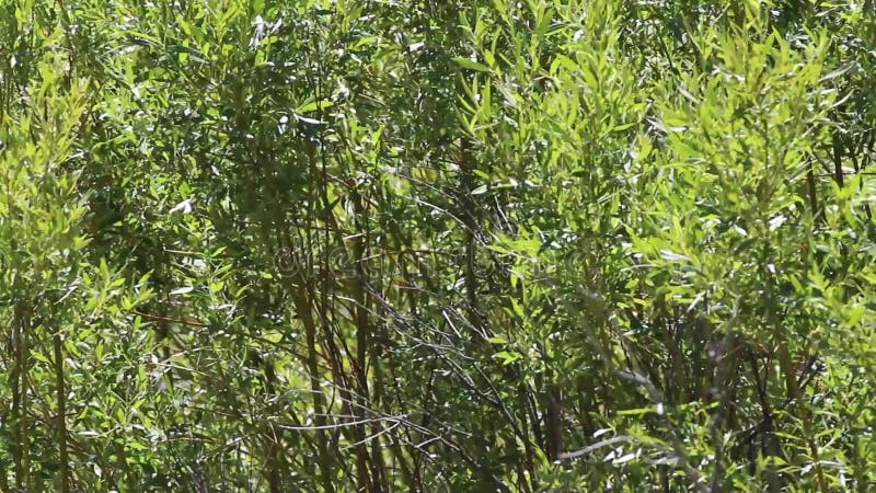 Background of Green Trees in Breeze Stock Footage - Video of copy ...