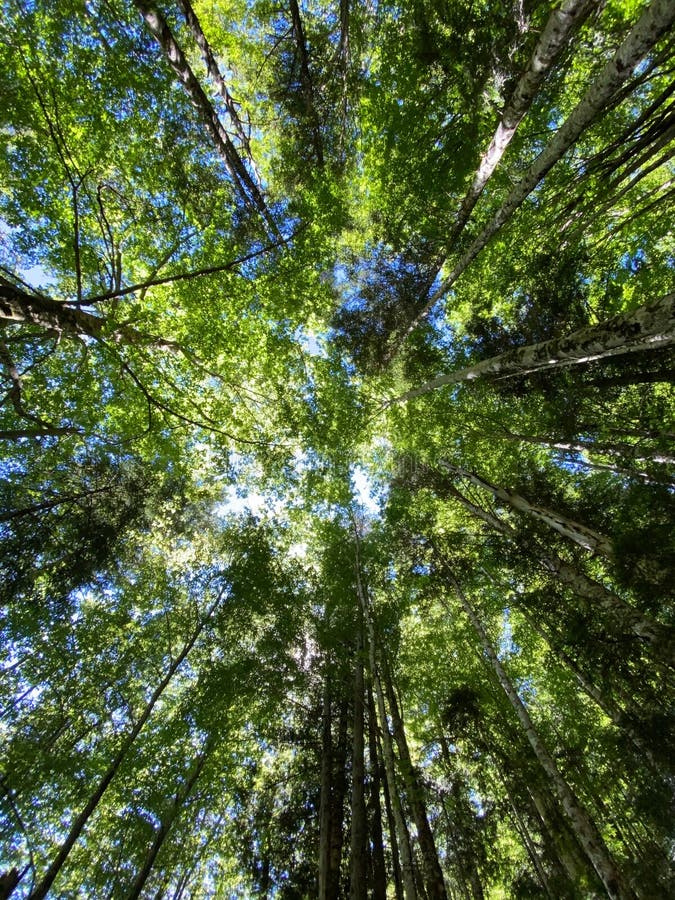 Treetops in a Forest in Autumn Stock Photo - Image of gold, forests ...