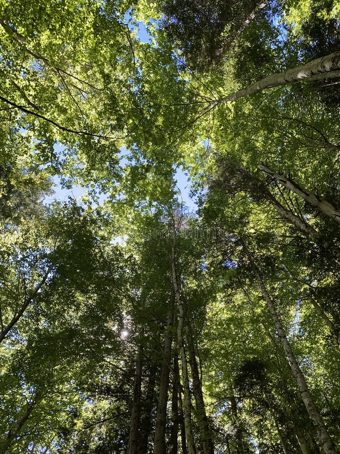 Treetops in a Forest in Autumn Stock Photo - Image of gold, forests ...
