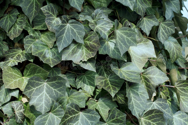 Curly vine leaves stock photo. Image of outdoor, vine - 245174168