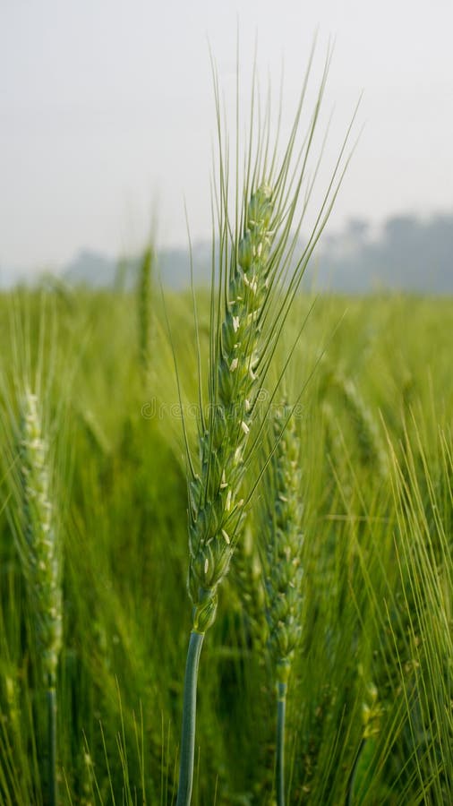 Background of Green Wheat Field in Bangladesh. Rows of Green Wheat ...