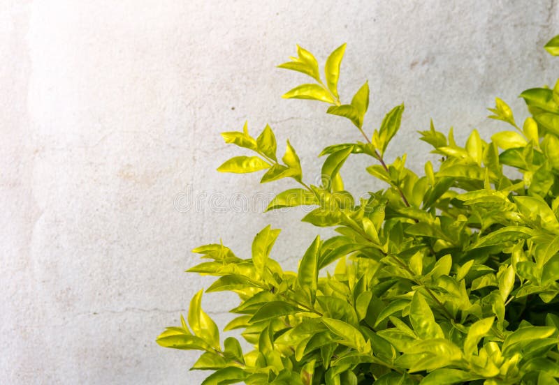 Background of Green and Yellow Leaves of the Bush Stock Image - Image ...