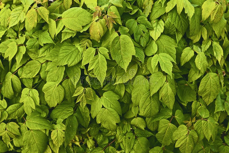 Background of Green Young Leafs of Large Leaves Stock Image - Image of ...