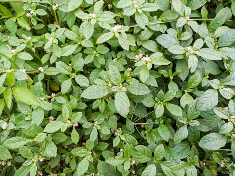 Background of Greenery Growing in the Rainy Season Stock Image - Image ...