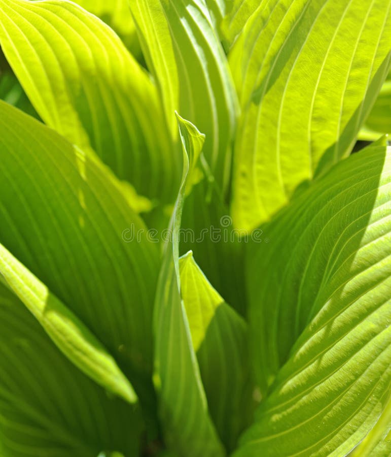 Background of Greenery Leaf Close-up. Selective Focus and Shallow Depth ...
