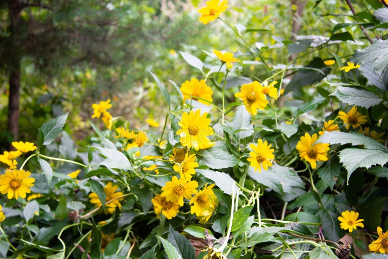 Background of Greenery and , Yellow Small Flowers. Stock Image - Image ...