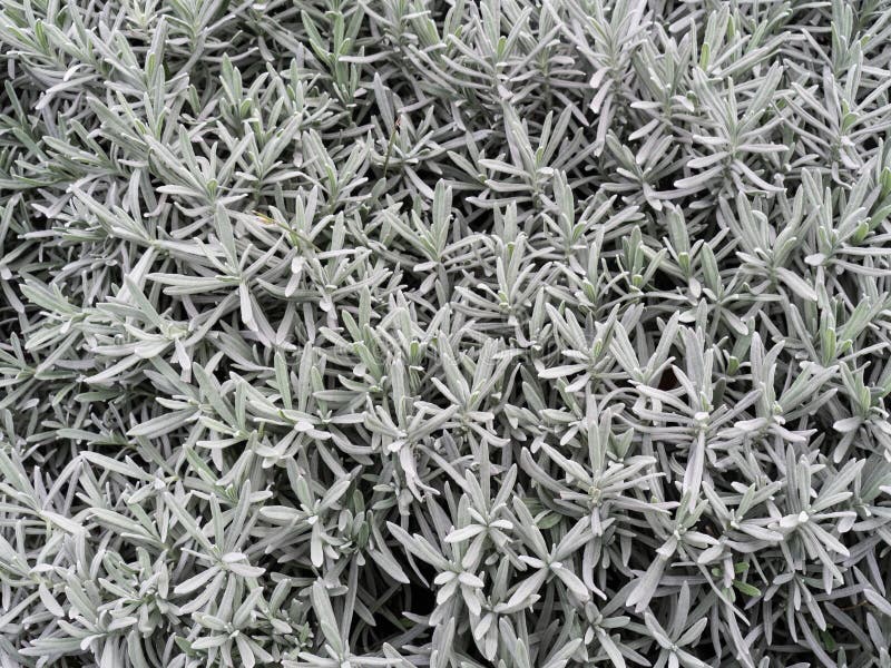 Background of Grey Lavender Leaves Stock Image - Image of park, grey ...