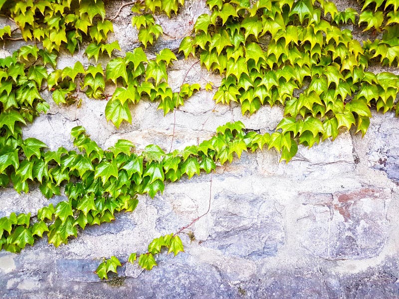 Background with Rock Wall with Ivy Stock Image - Image of concrete ...