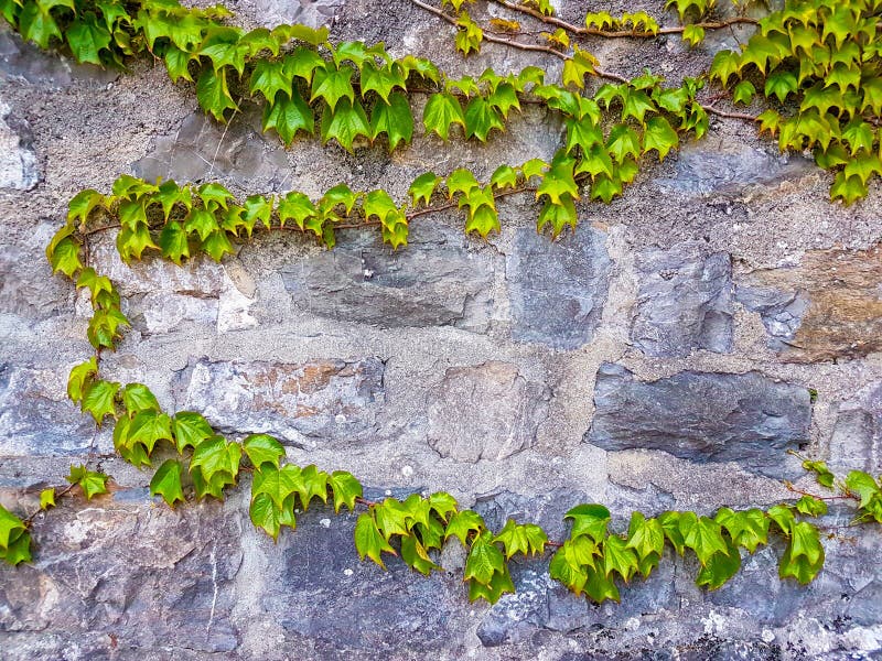 Background with Rock Wall with Ivy Stock Photo - Image of leaf, plant ...