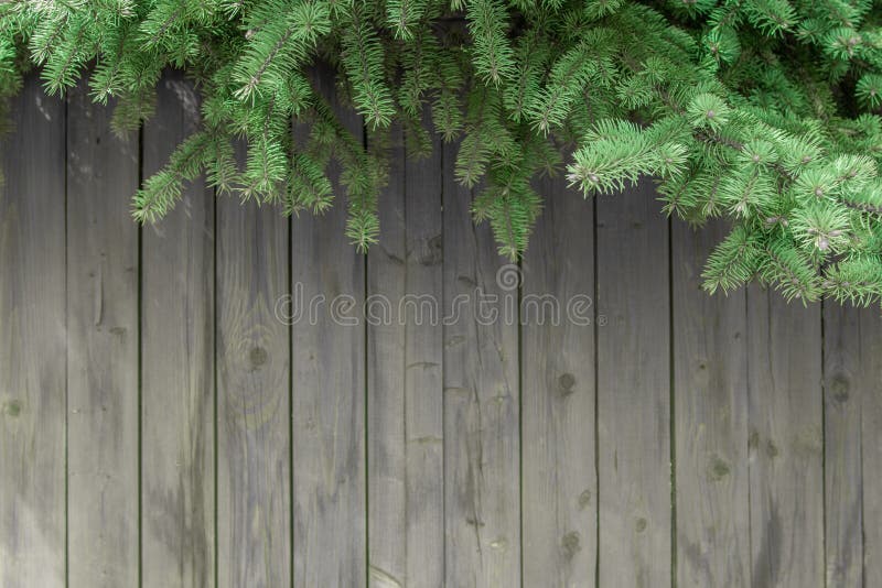 Background Grey Rustic Board Fence with Pine Tree Branches on Top Stock ...