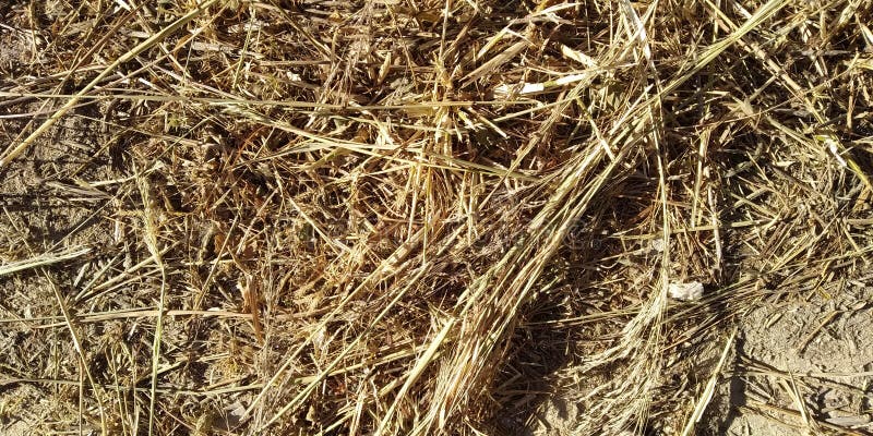 Ground and dry sticks stock photo. Image of sticks, daric - 151010228