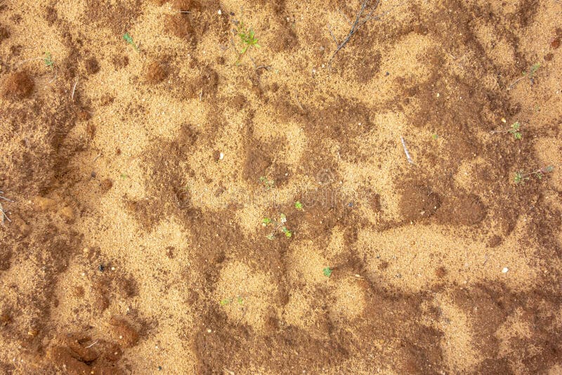 Background from the Ground with Sand after Rain with the Emerging Plant ...