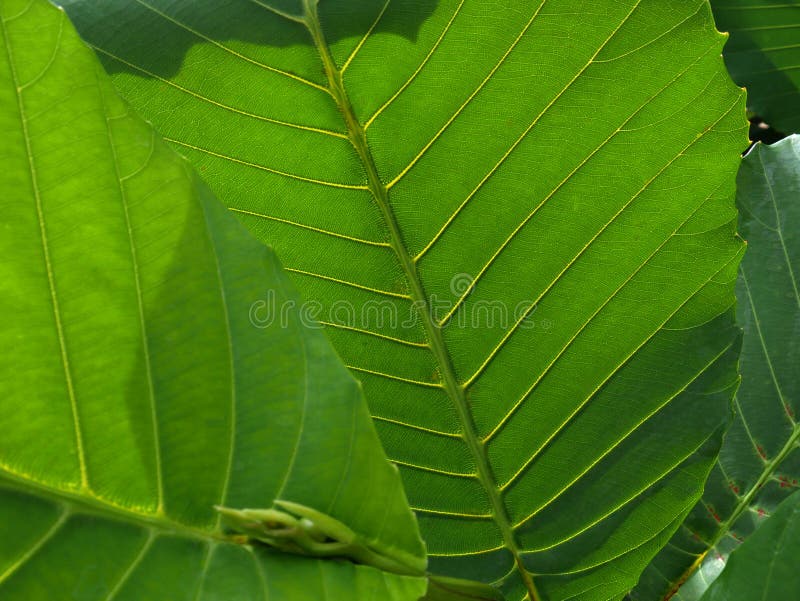 Background of a Group of Leaves. Green Leaf. Detail Stock Photo - Image ...