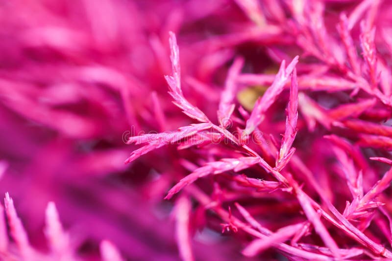 Background Group Pink Dry Grass on Pink Background Stock Image - Image ...