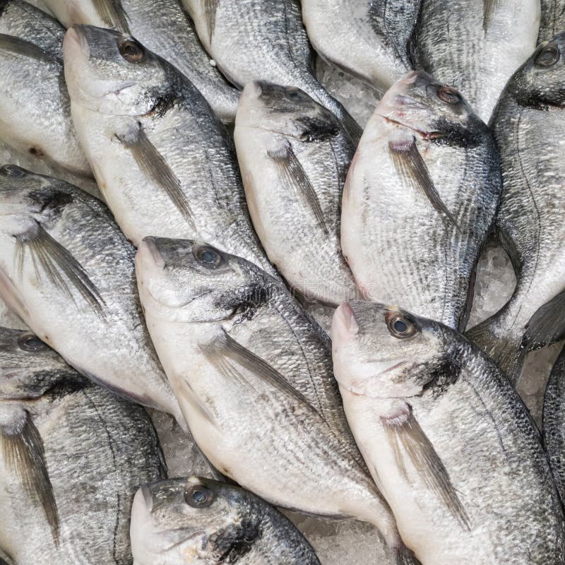 A group of silver fish stock photo. Image of blanc, océan - 213128124