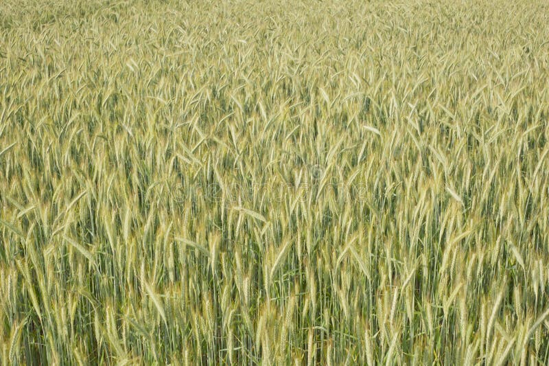 Background of Growing Barley on Wheat Farmland Stock Image - Image of ...