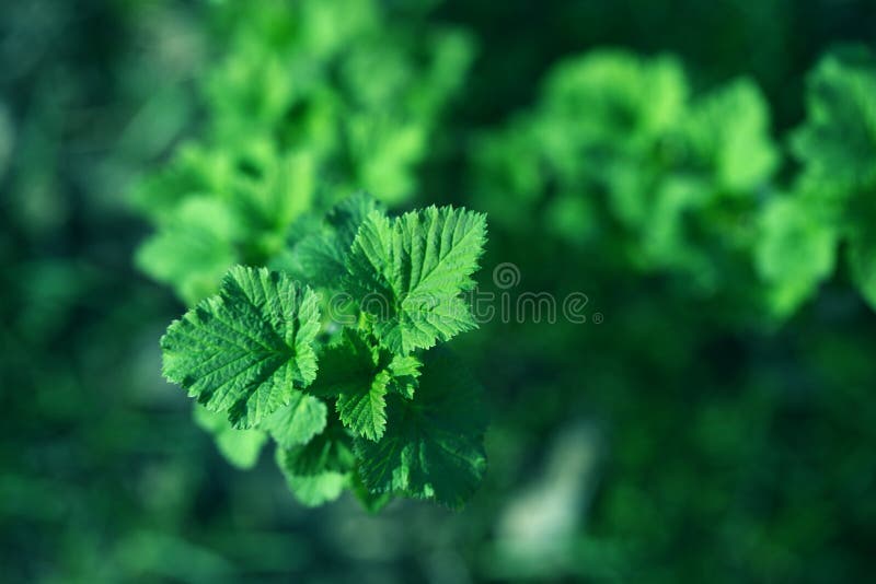 Background of the Growing Leaves of Currant Stock Photo - Image of ...