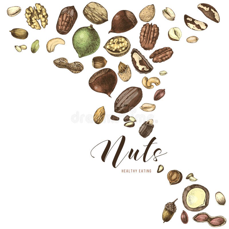 Background with nuts stock vector. Illustration of drawing - 38562235